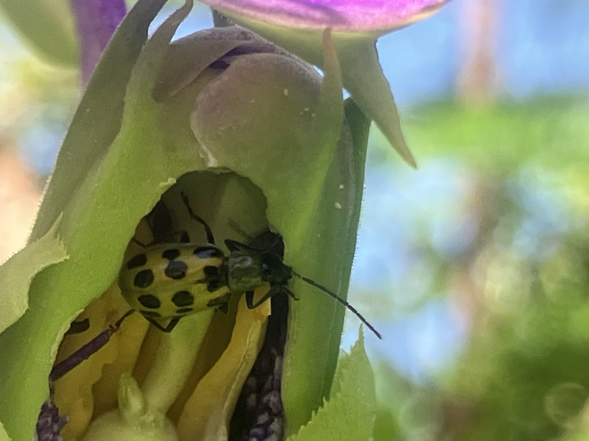 Splendor of the cucumber beetle :) – Moccasins at Meadow Arc